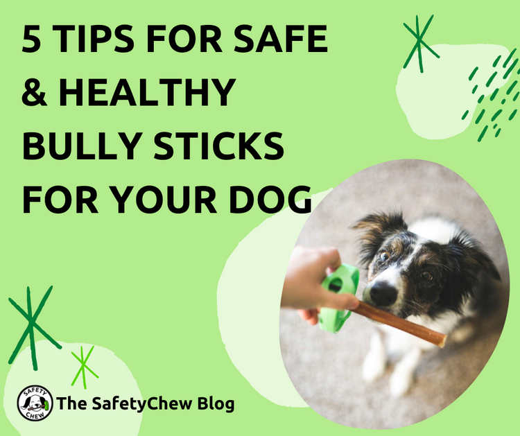 5 Tips for Safe & Healthy Bully Sticks for Your Dog – EverChew